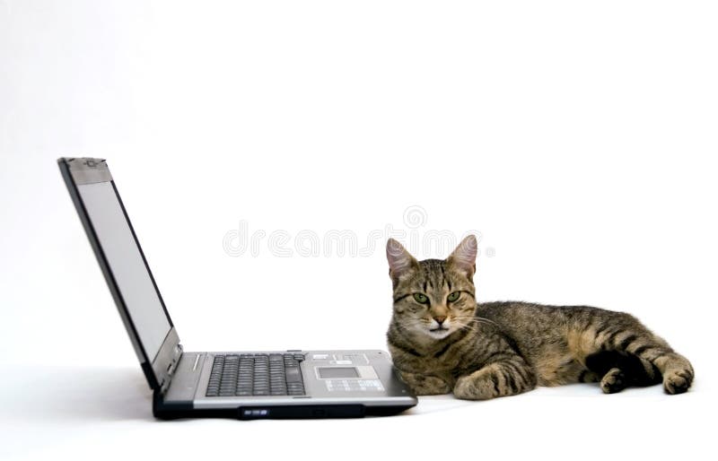 LAPTOP-COMPUTER und Katze stockbild. Bild von schwarzes - 2908249