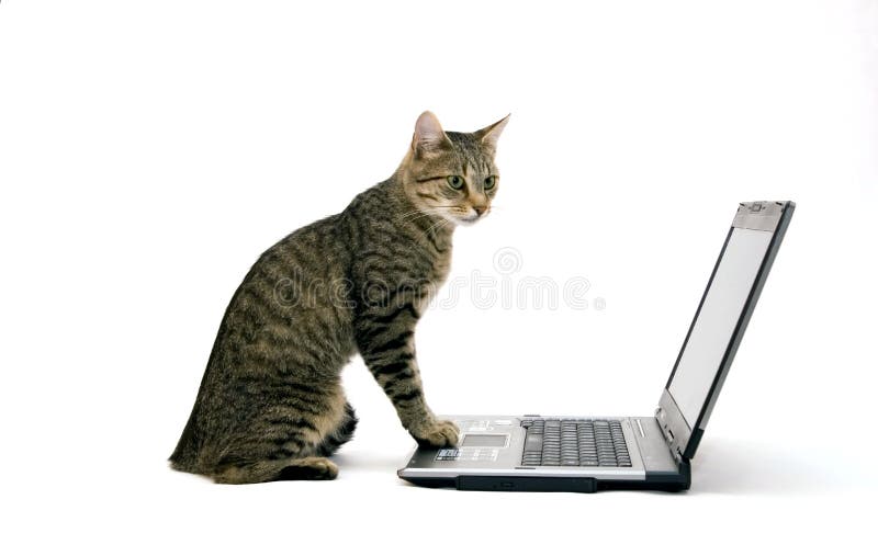 LAPTOP-COMPUTER und Katze stockbild. Bild von schwarzes - 2908249