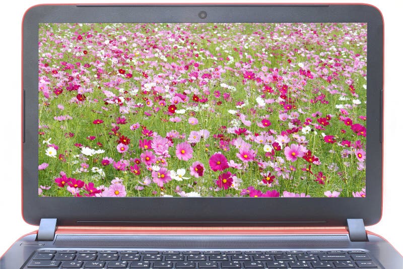 Laptop with Cosmos Flowers Fields on Screen Stock Image - Image of ...