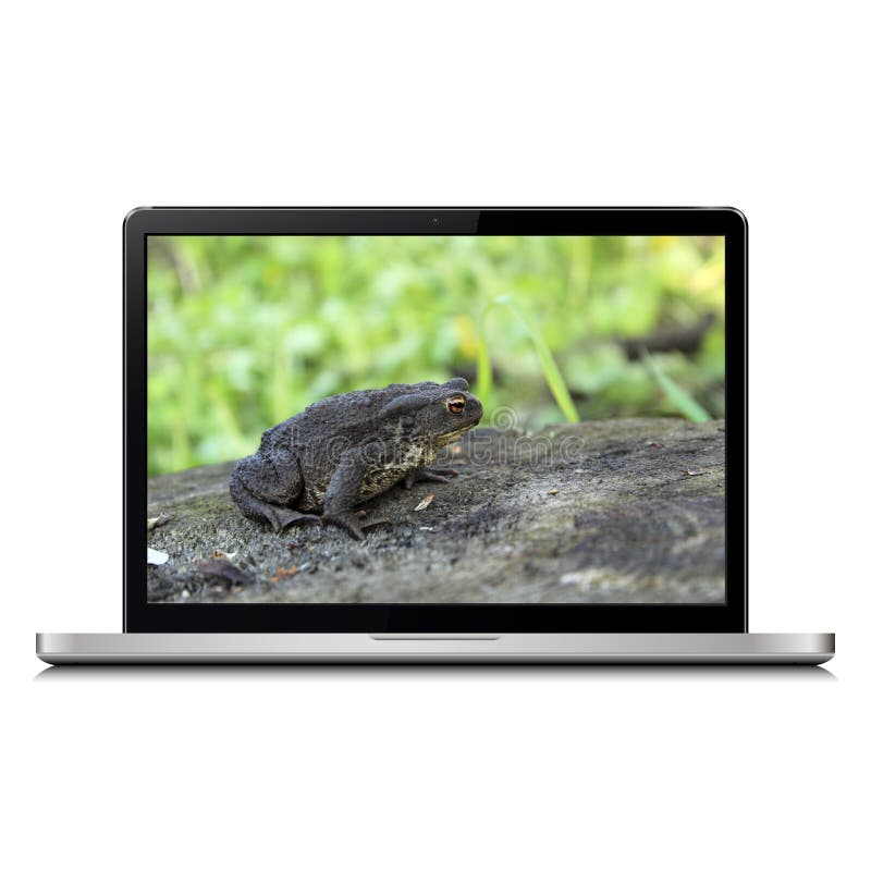 Laptop with frog on screen stock photo. Image of amphibian - 91063296