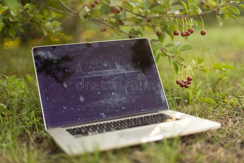Laptop on Green Grass Laptop and Cherry Tree Stock Image - Image of ...