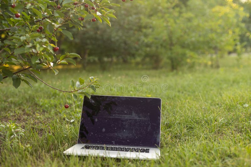 Laptop on Green Grass in Park. Working Outdoor Stock Image - Image of ...