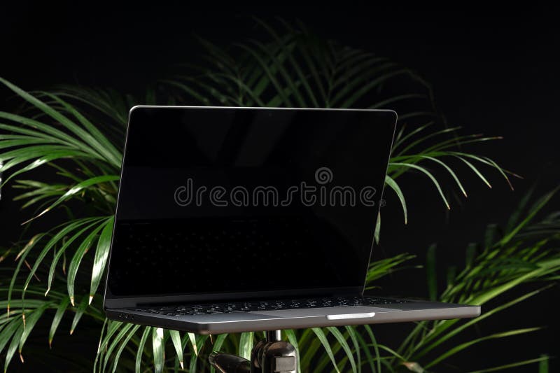 Laptop with Green Leafy Potted Plant on Black Background Stock Photo ...