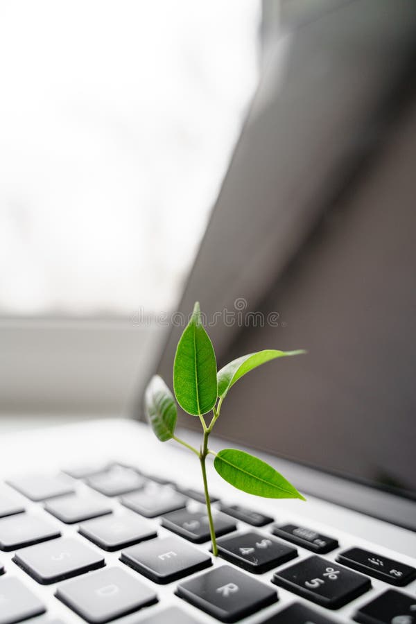Laptop Keyboard with Plant Growing on it. Green it Computing Concept ...