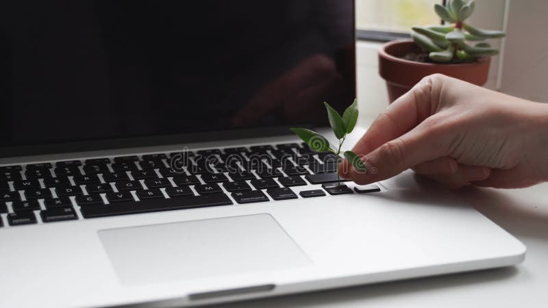 Laptop Keyboard with Plant Growing on it. Green it Computing Concept ...