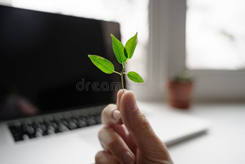 Laptop Keyboard with Plant Growing on it. Green it Computing Concept ...