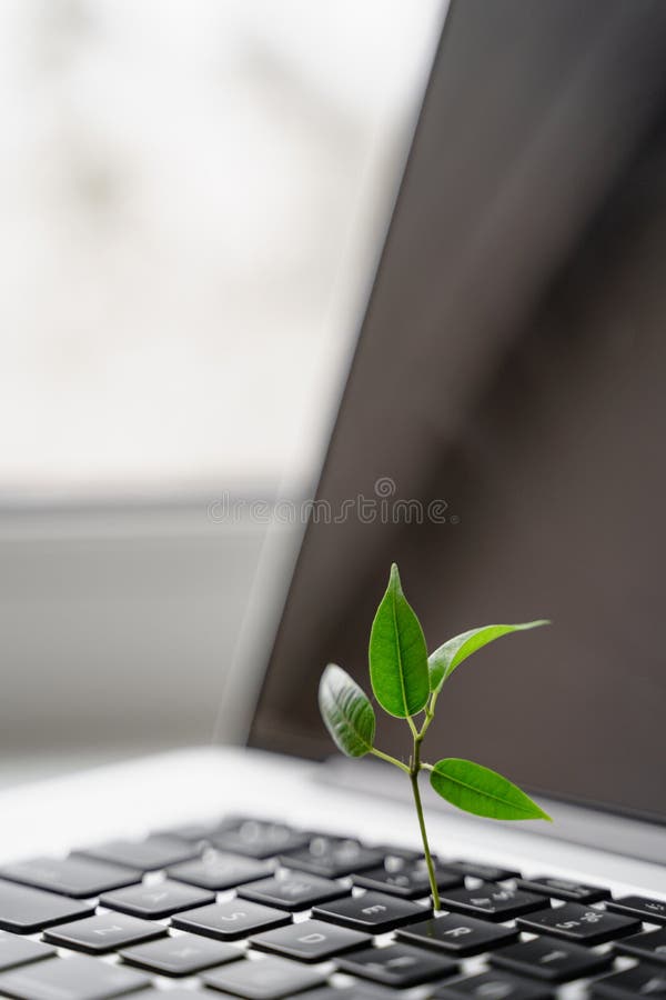 Laptop Keyboard with Plant Growing on it. Green it Computing Concept ...