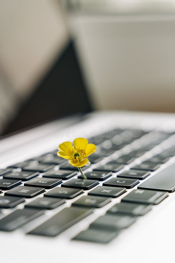 Laptop Keyboard with Yellow Flower Growing on it. Green it Computing ...