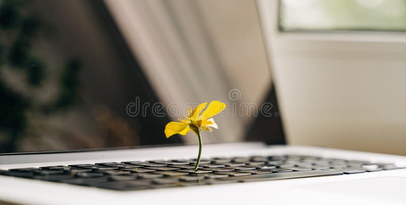 Laptop Keyboard with Yellow Flower Growing on it. Green it Computing ...