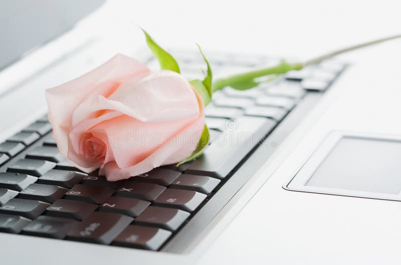 Laptop and Rose stock image. Image of communication, passion - 12502163
