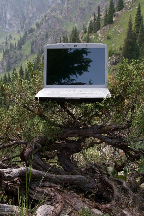 Laptop on a tree stock photo. Image of keyboard, outdoor - 26138794
