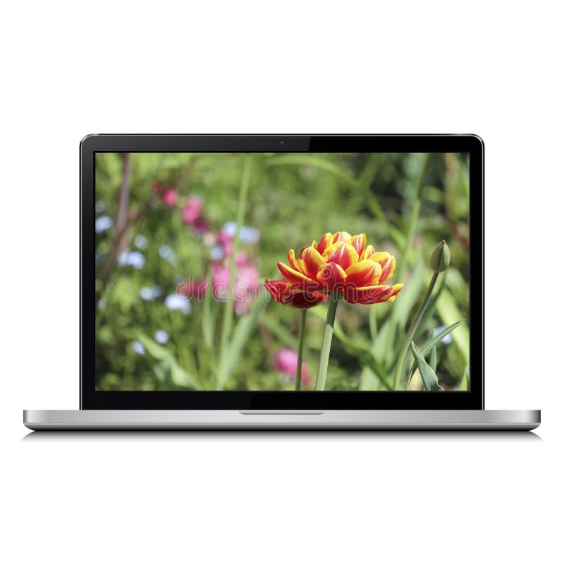 Laptop with Tulip on Screen Stock Image - Image of floral, blossom ...