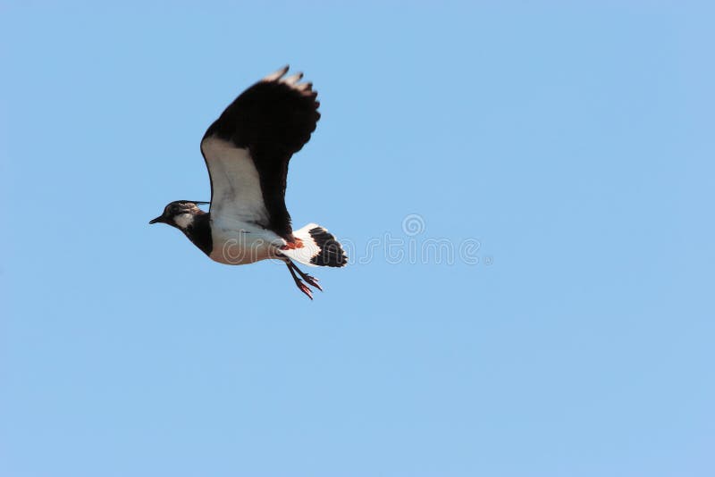 Lapwing stock photo. Image of peewit, blue, northern - 25627624