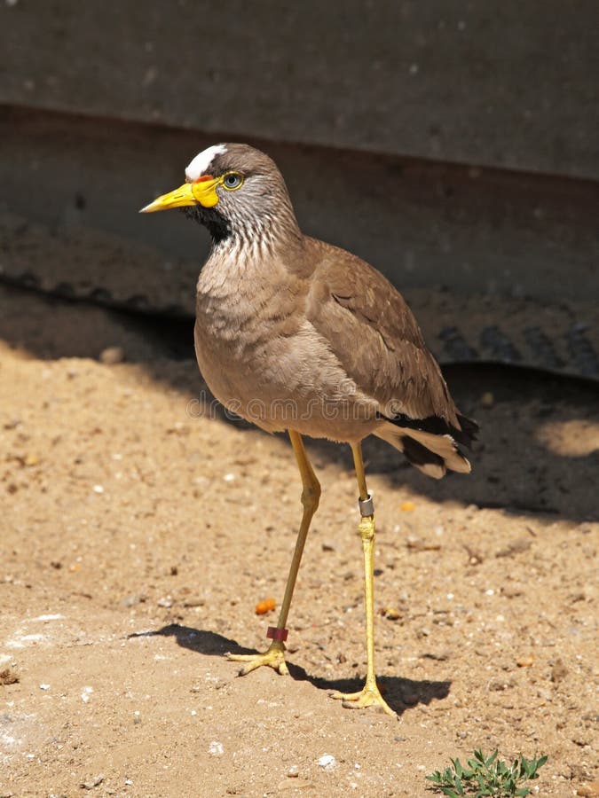 Lapwing bird stock image. Image of lapwing, peewit, senegal - 18565299