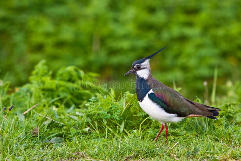 Lapwing bird on the grass stock image. Image of colorful - 9719643