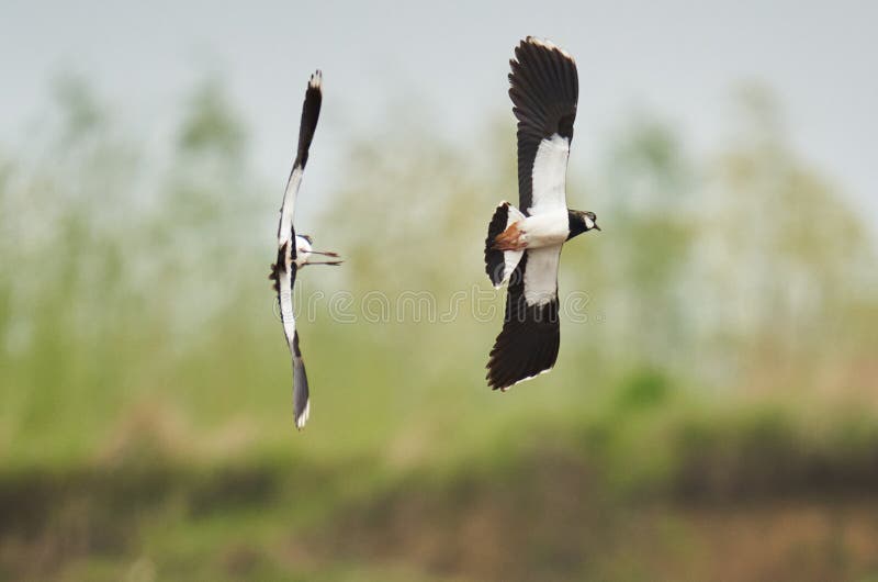 Lapwing birds in flight stock image. Image of wing, white - 276881231