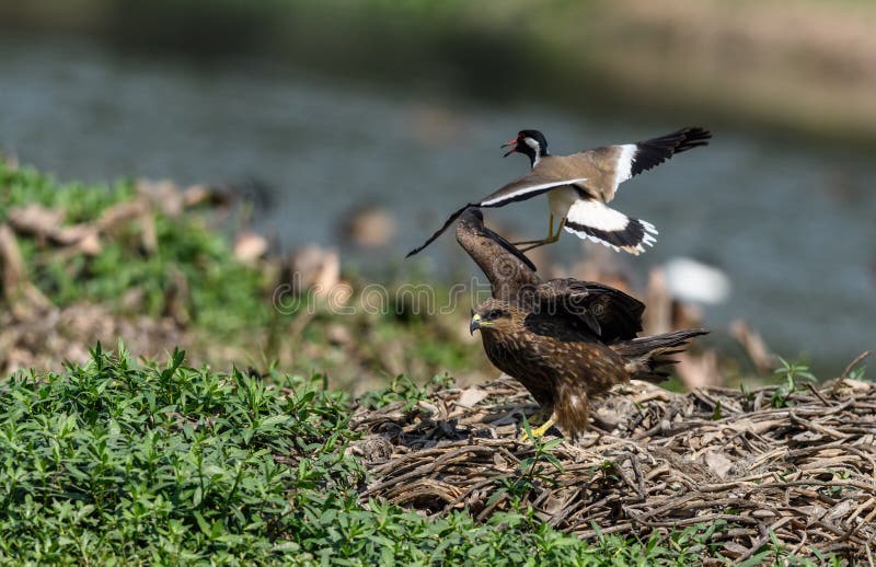 Chasing Kite Stock Photos - Free & Royalty-Free Stock Photos from ...