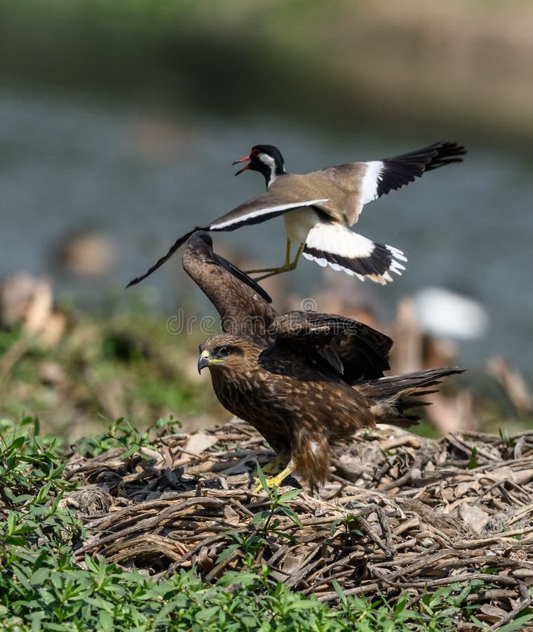Lapwing chasing kite stock photo. Image of india, kite - 113090712