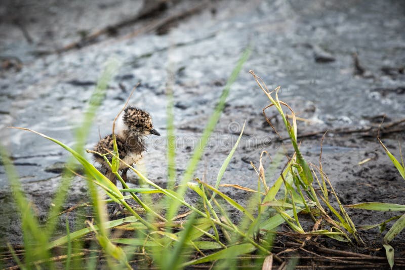 Lapwing Chick Hiding in the Grass Stock Image - Image of chick, rural ...