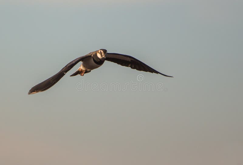 Lapwing on flight stock image. Image of feathers, colours - 29016221