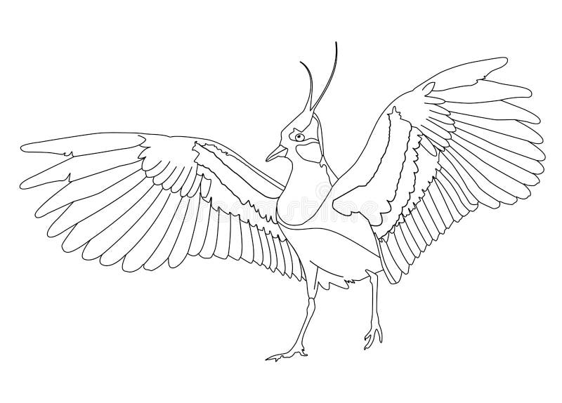 Lapwing Line Drawing in Vector Stock Vector - Illustration of linear ...