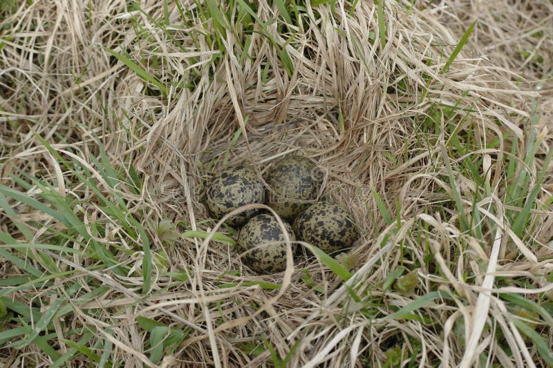 Lapwing Nest with Eggs in the Grass. Stock Photo - Image of bird, brown ...
