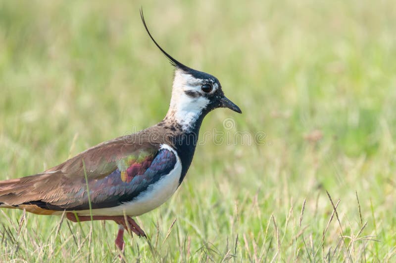 Lapwing, Northern Lapwing in the Grass (Vanellus Vanellus) Stock Image ...