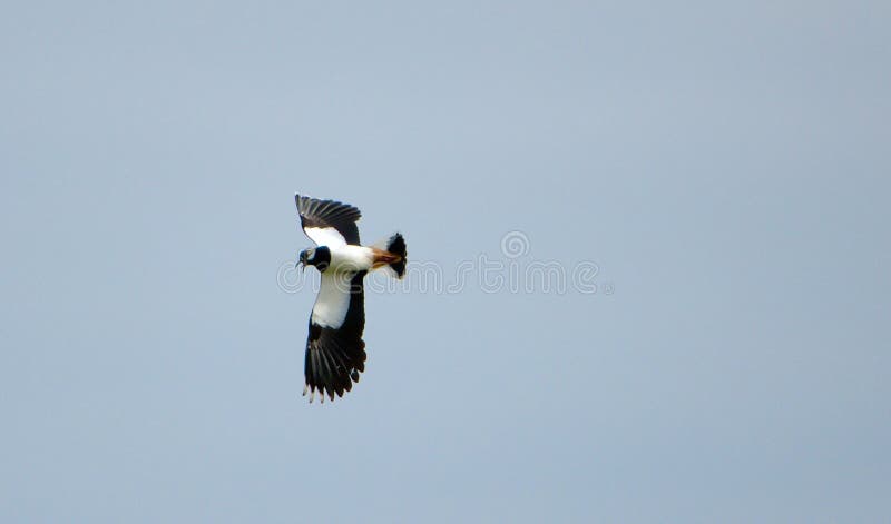 Lapwing in flight display. stock image. Image of wader - 147006079