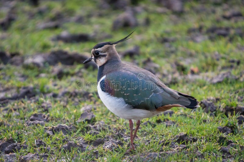 Lapwing stock photo. Image of alone, bird, standing, lapwing - 36822826