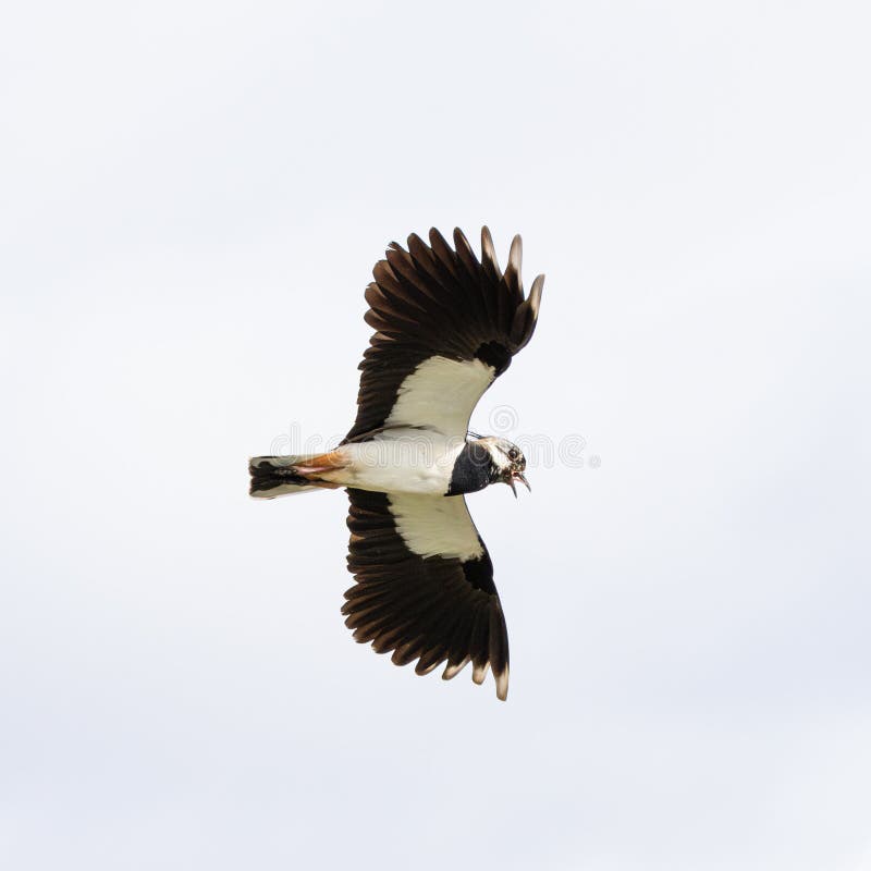 Lapwing Soaring in the Sky with Wide Open Wings Stock Image - Image of ...