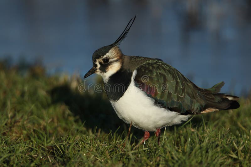 A Lapwing, Vanellus Vanellus, Feeding in a Meadow at the Edge of Water ...
