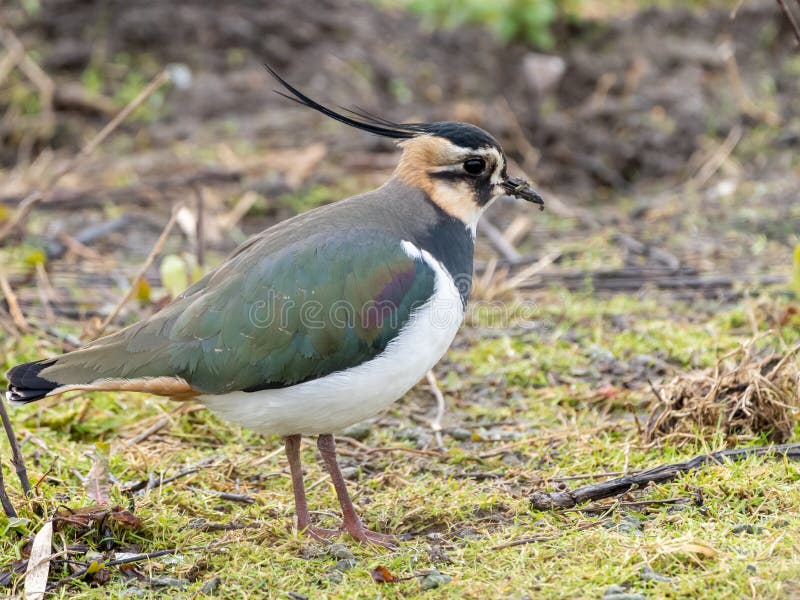 Lapwing (Vanellus Vanellus), Taken in the UK Stock Image - Image of ...