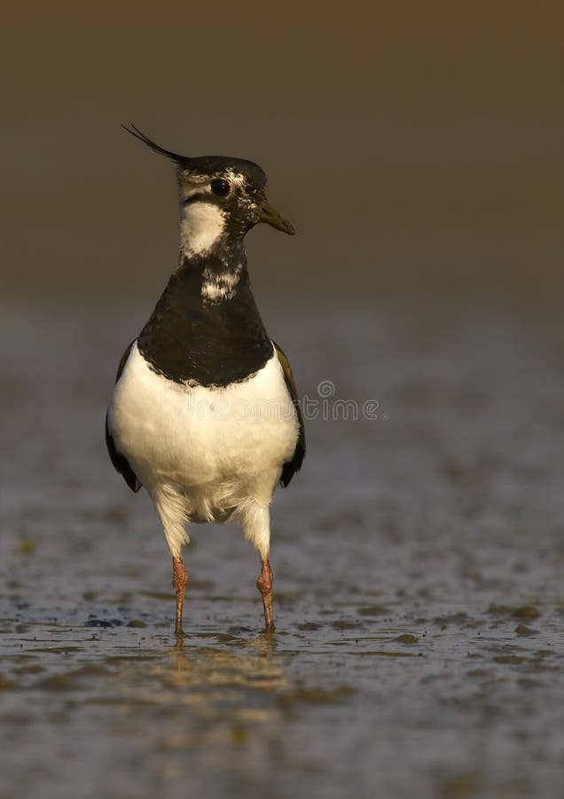 Lapwing - (Vanellus Vanellus Stock Photo - Image of vanellus, animal ...