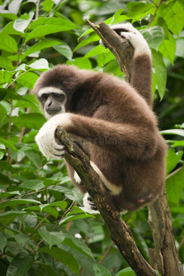 Lar Gibbon stock image. Image of forest, altitude, endangered - 12675839