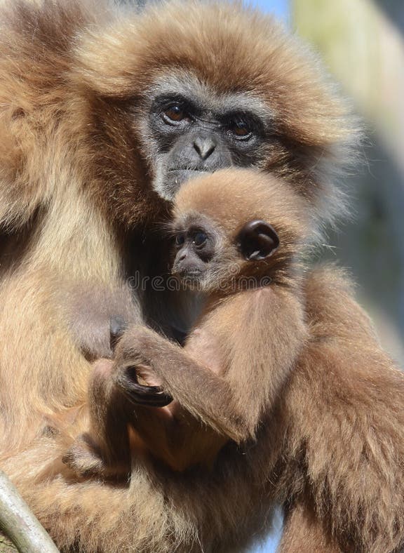 Lar Gibbon with baby stock image. Image of diurnal, infant - 23599209