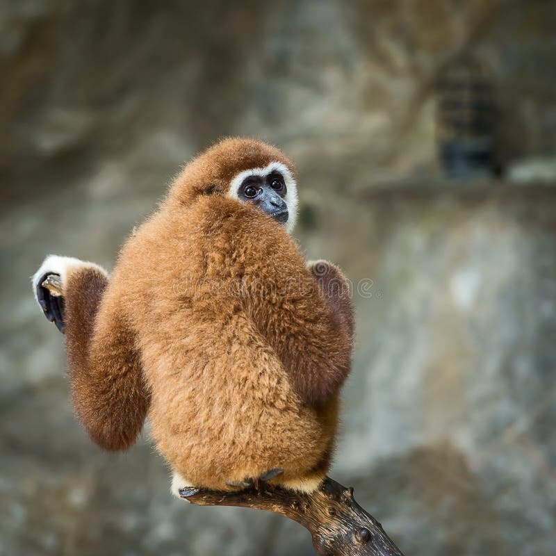 Lar gibbon. stock photo. Image of expression, handed - 101176526 Lar gibbon. stock photo. Image of expression, handed - 101176526