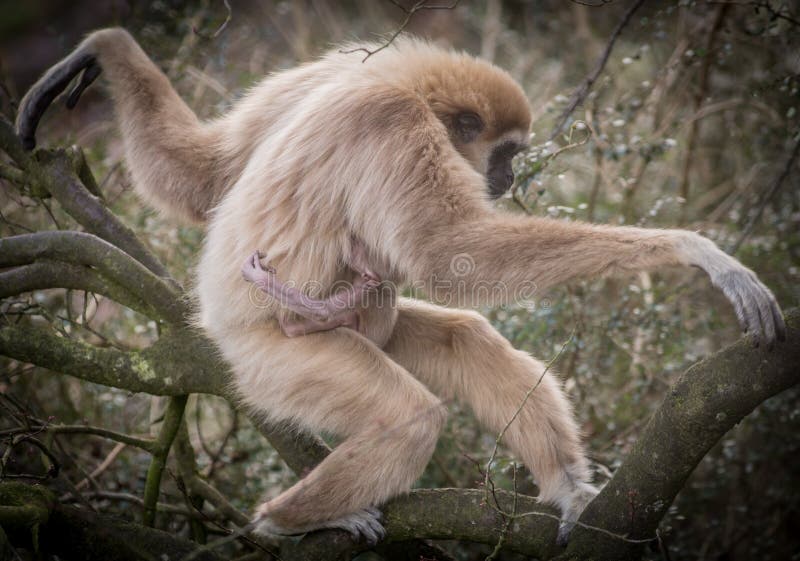 Gibbon Walking