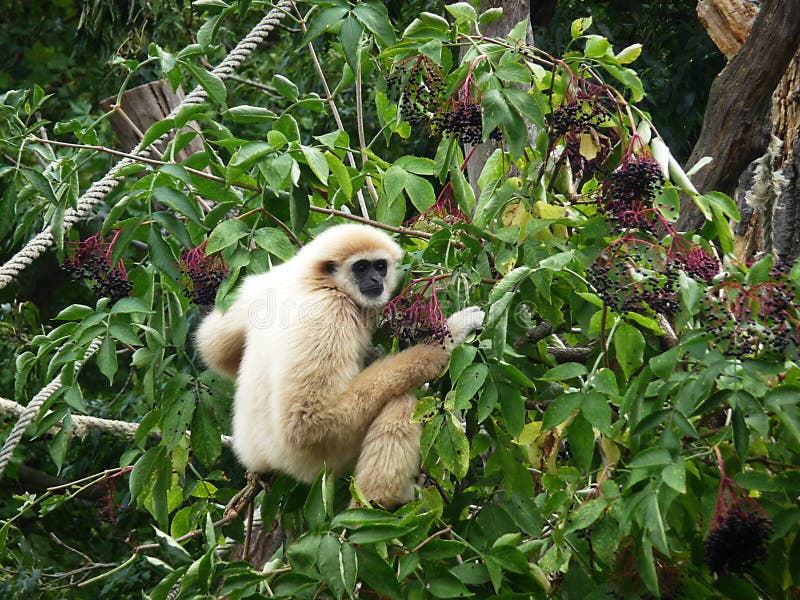 Lar Gibbon stock image. Image of fron, long, black, climb - 207802119