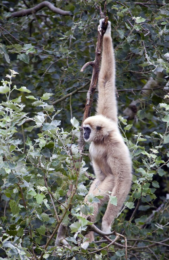 Lar Gibbon in tree stock image. Image of zoology, gibbon - 32873469