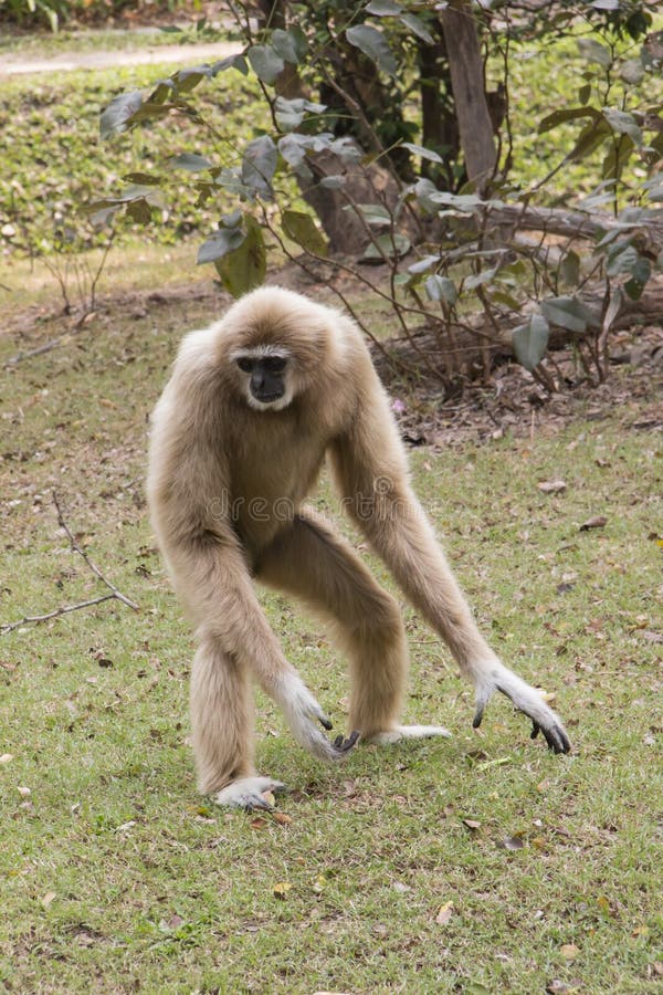 Gibbon Walking