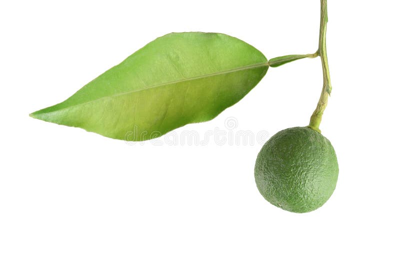Casca Alaranjada Amarga, Pericarpium De Aurantii Foto de Stock - Imagem ... Casca Alaranjada Amarga, Pericarpium De Aurantii Foto de Stock - Imagem ...