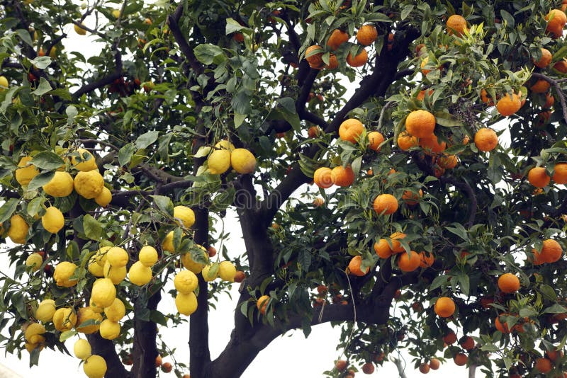 Laranja, limão e quivi. foto de stock. Imagem de placa - 1463340