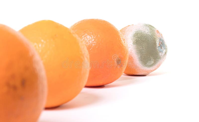 Laranja podre foto de stock. Imagem de podre, alimento - 145641148