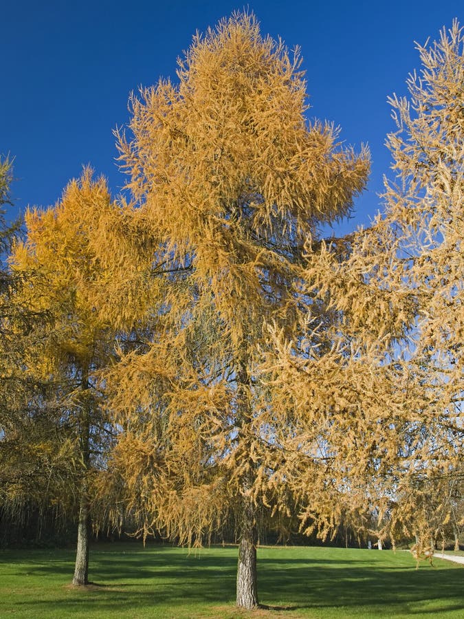 Spruce tree stock image. Image of stands, nature, single - 5150033
