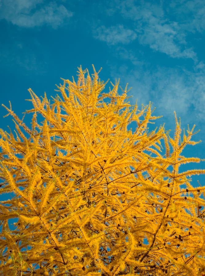 Larch stock image. Image of freshness, group, beauty, tree - 3508609