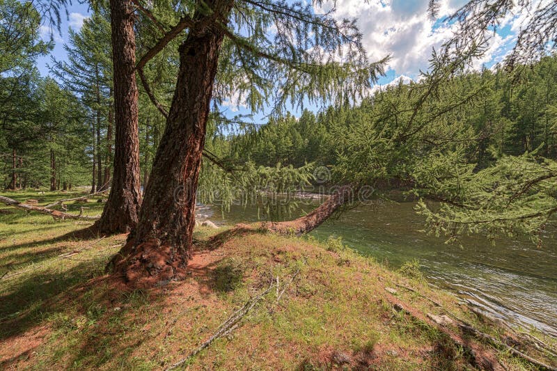 Larch on the Bank of the Mountain River. Stock Photo - Image of pasture ...