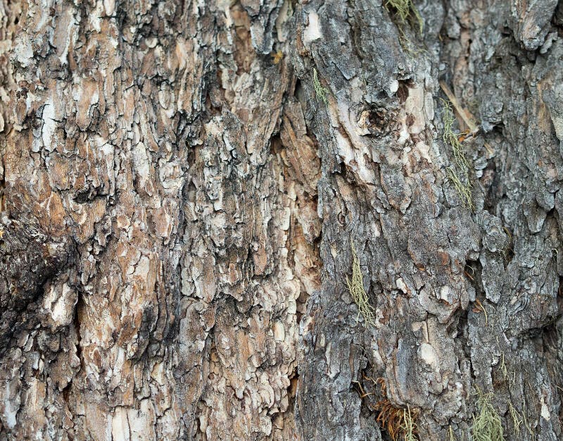 Tamarack Bark Texture with Lichen Stock Image - Image of pattern ...