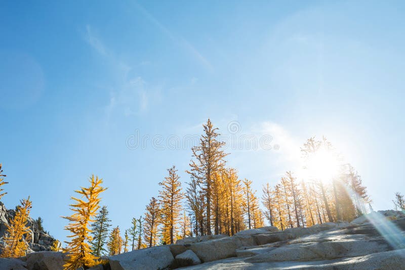 Larch stock image. Image of canada, travel, hiking, rockies - 258986381