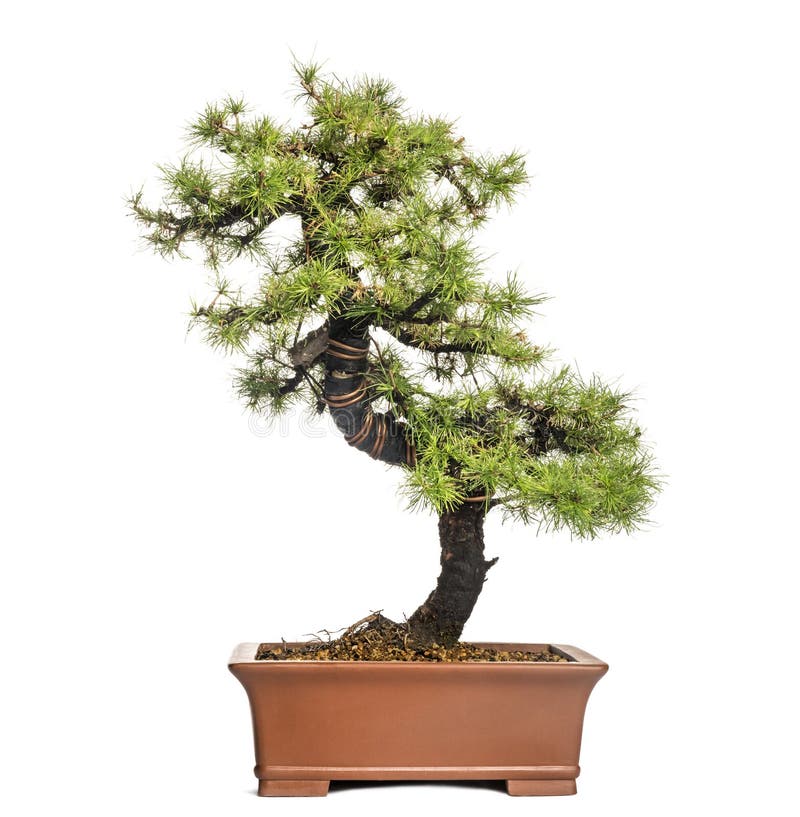 Larch Bonsai Tree, Larix, Isolated Stock Image - Image of conifer, tray ...