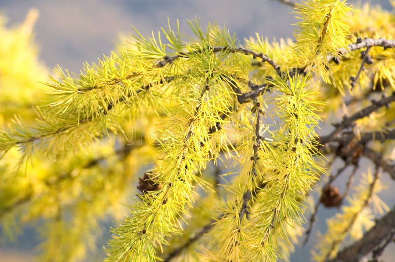 Larch branch stock photo. Image of needle, siberia, trees - 11462310